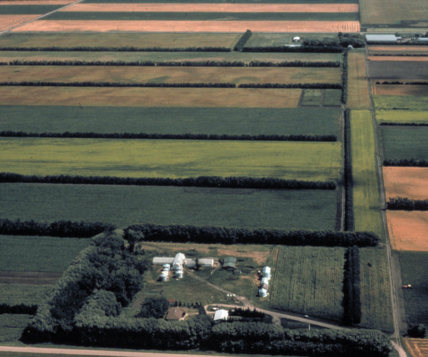 Agroforestry Benefits in Canada – GreenTree Agroforestry Solutions