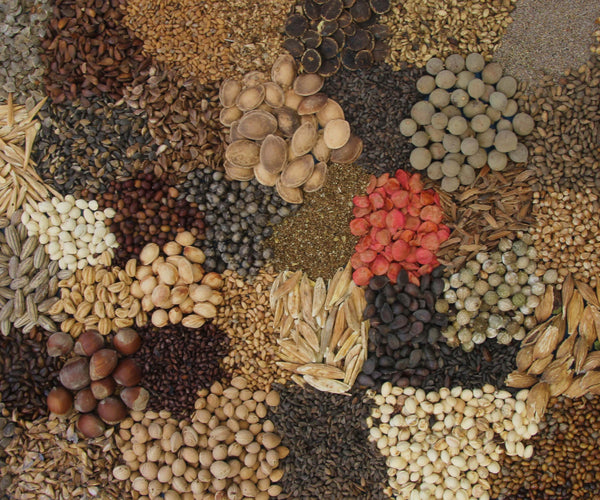 Want to Grow Your Own Trees! – GreenTree Agroforestry Solutions