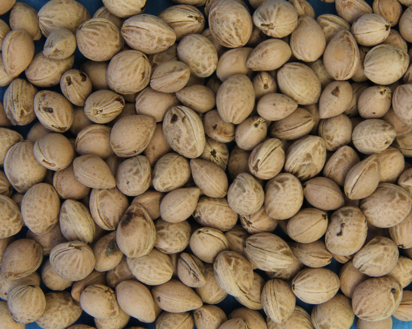 'Mackintosh' Western Sand Cherry Seed – GreenTree Agroforestry Solutions