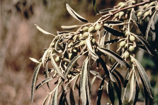 Russian Olive Seed – GreenTree Agroforestry Solutions