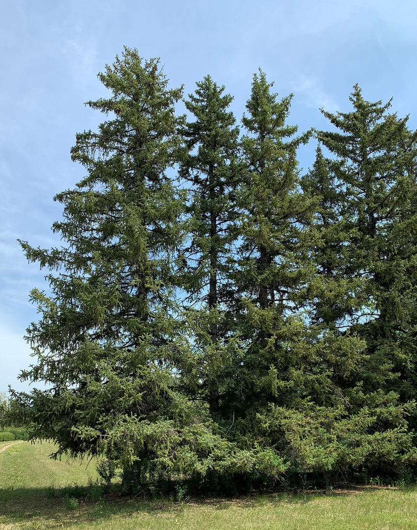 'Kabalin' Siberian Spruce Seed – GreenTree Agroforestry Solutions