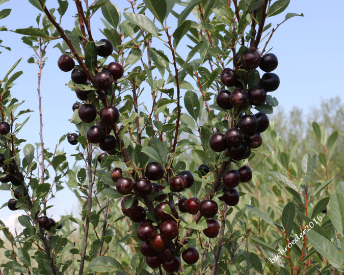 'Mackintosh' Western Sand Cherry Seed – GreenTree Agroforestry Solutions