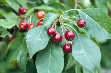 'Waxwing' Siberian Crab Seed – GreenTree Agroforestry Solutions