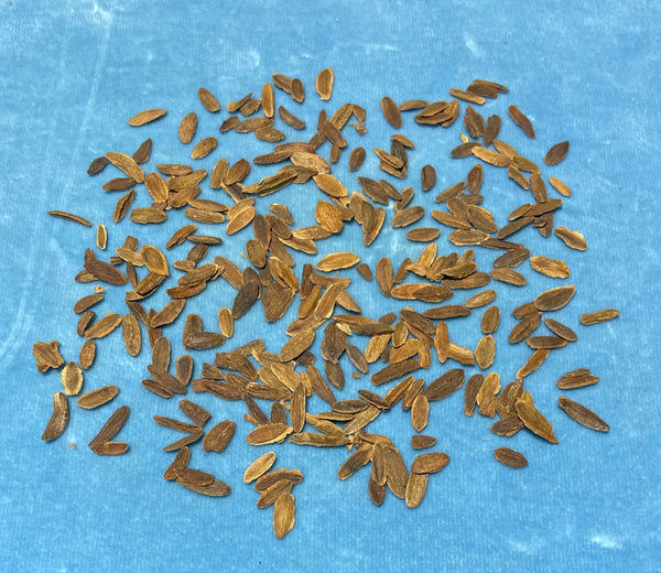 'Kai-Fu' Amur Tree Lilac Seed – GreenTree Agroforestry Solutions