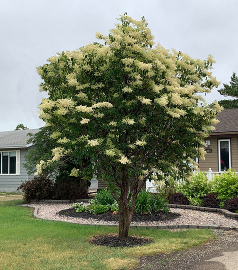 Amur Lilac – GreenTree Agroforestry Solutions