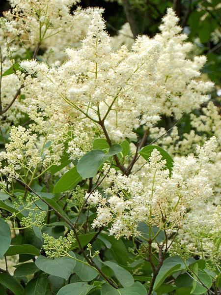 'Kai-Fu' Amur Tree Lilac Seed – GreenTree Agroforestry Solutions