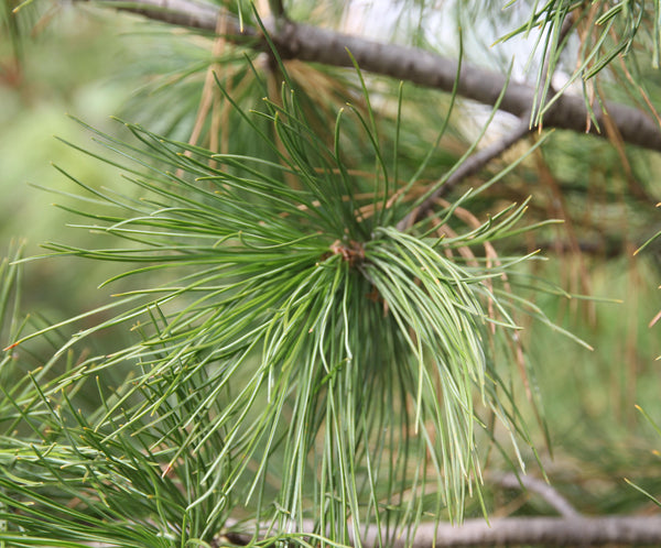 'Baikal' Siberian Pine Seed – GreenTree Agroforestry Solutions