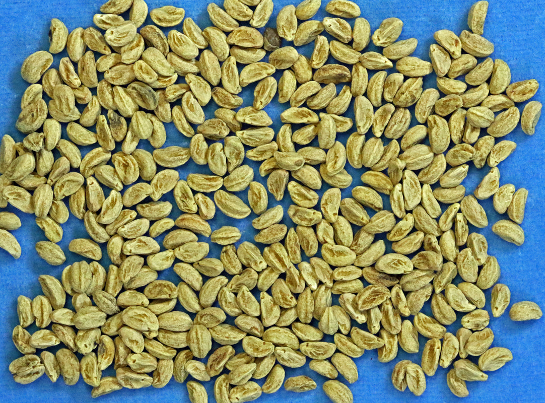 Round-Leaved Hawthorn Seed – GreenTree Agroforestry Solutions