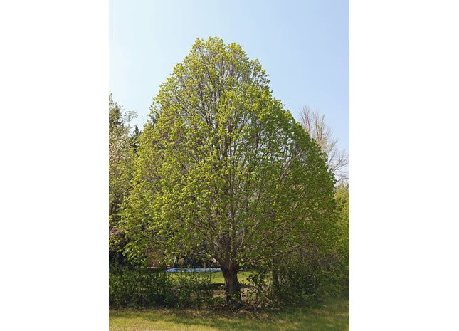 Deciduous Trees and Shrub Seeds – GreenTree Agroforestry Solutions