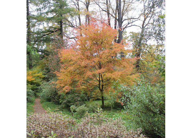 Deciduous Trees and Shrub Seeds – GreenTree Agroforestry Solutions