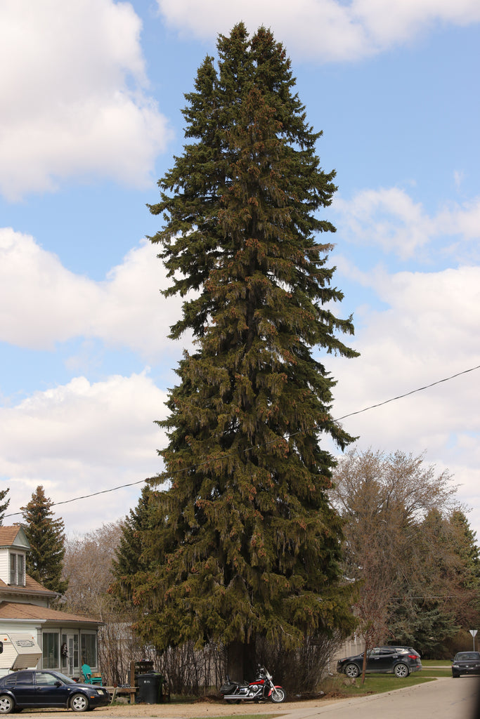 'Norman Ross' Norway Spruce Seed – GreenTree Agroforestry Solutions