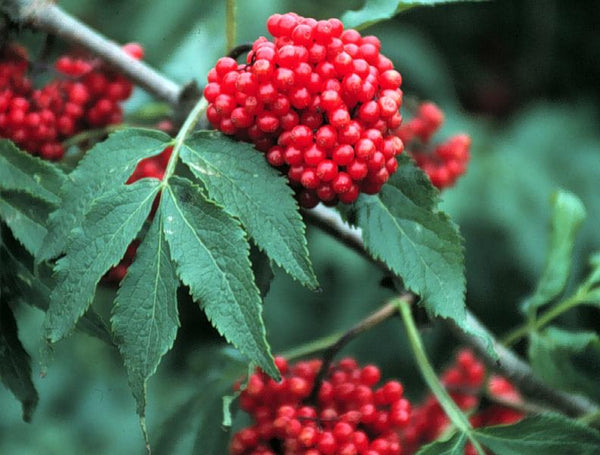 Tree and Shrub Seeds – GreenTree Agroforestry Solutions