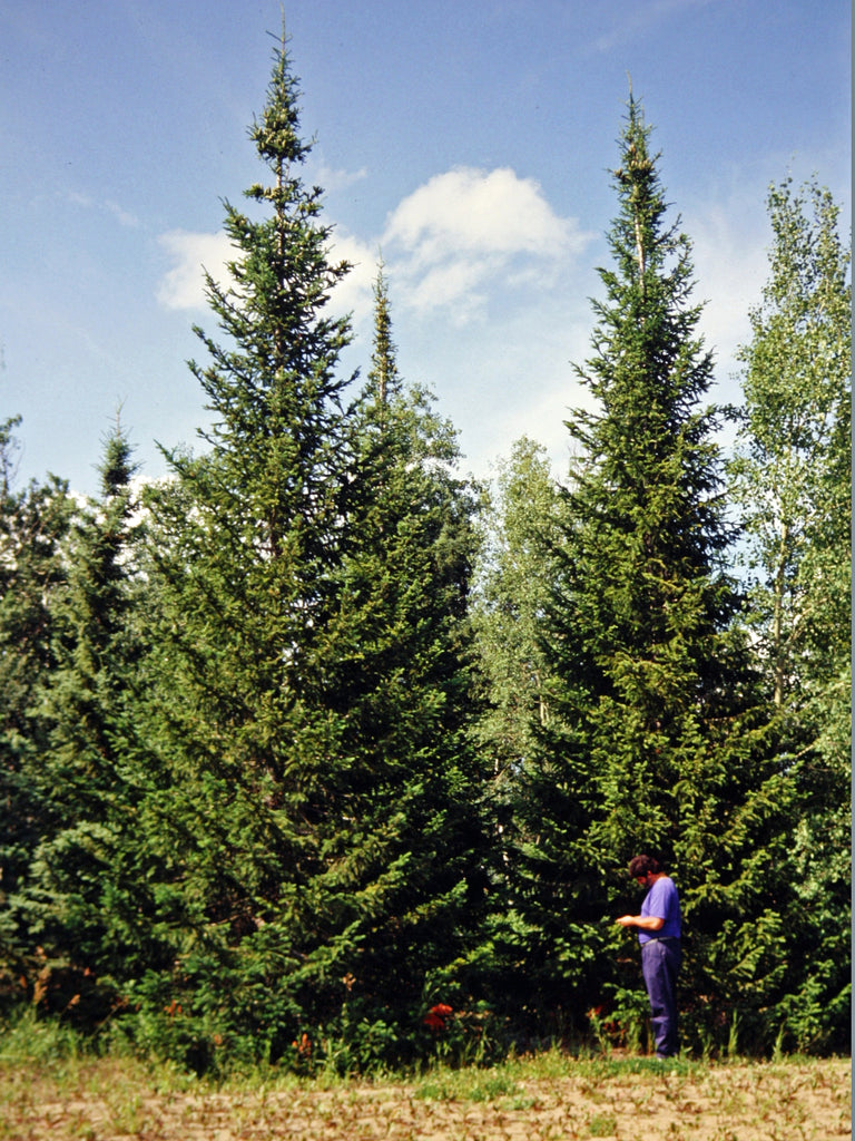 'Irkutsk' Siberian Fir Seed – GreenTree Agroforestry Solutions