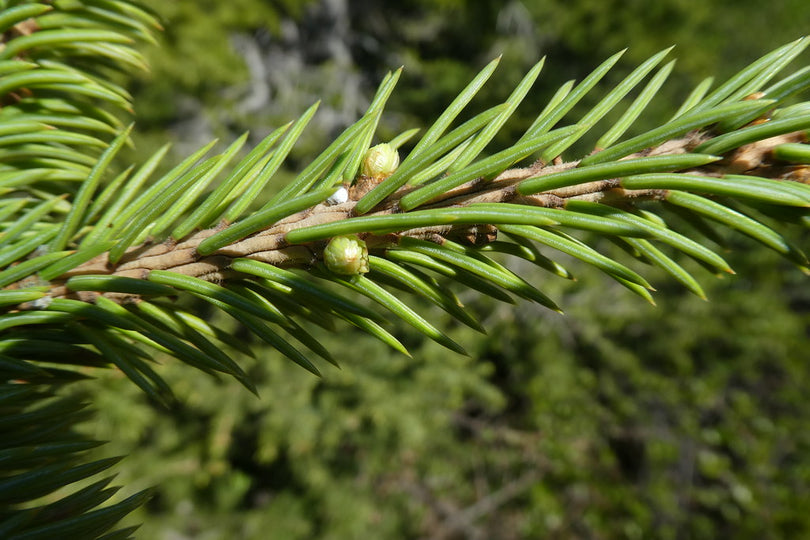 'Kabalin' Siberian Spruce Seed – GreenTree Agroforestry Solutions