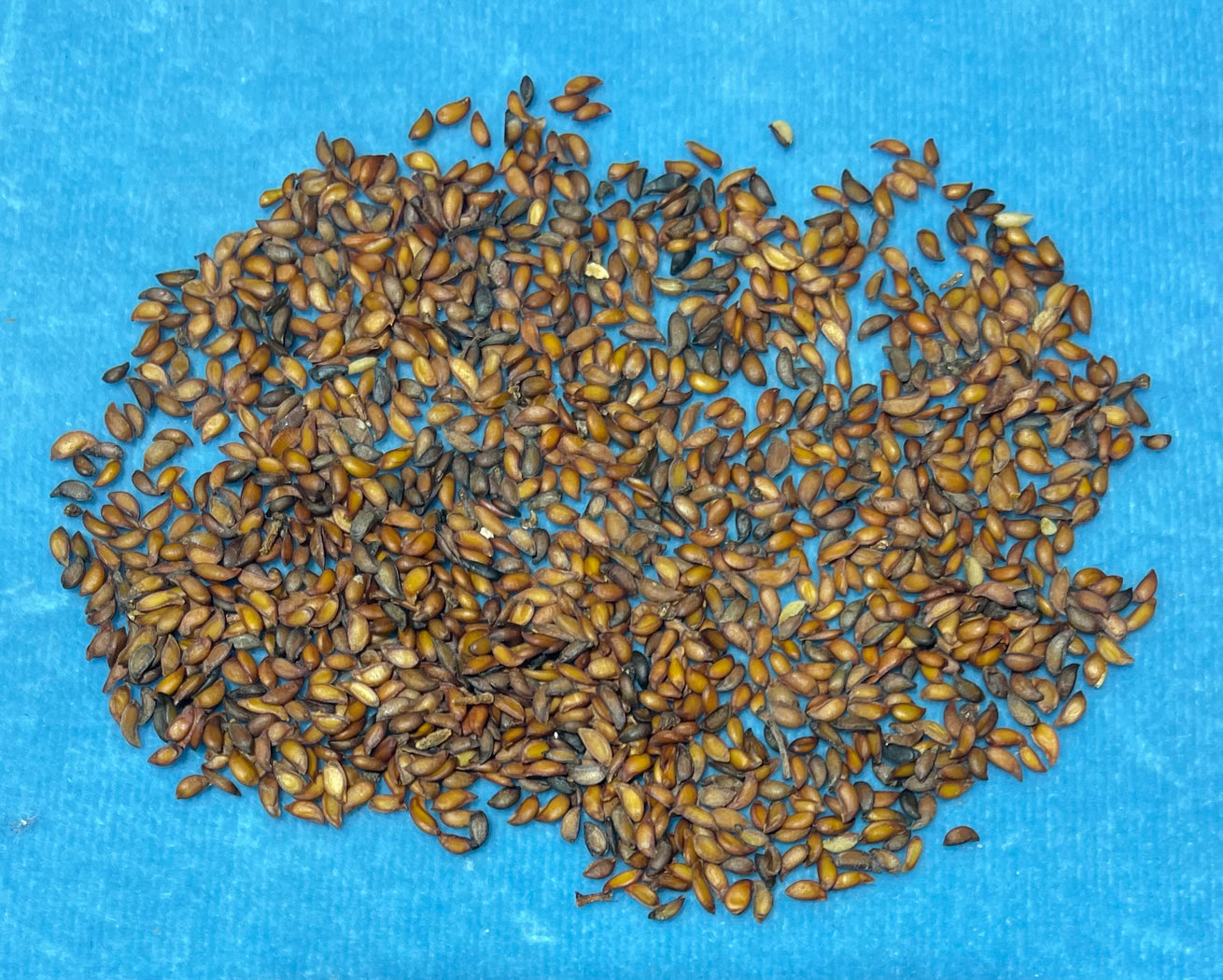 'Mitchell' European Mountain Ash Seed – GreenTree Agroforestry Solutions