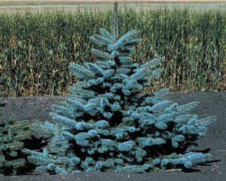 'Cram' Colorado Spruce Seed – GreenTree Agroforestry Solutions