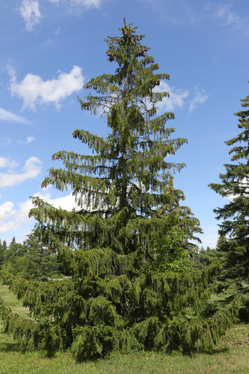 Coniferous Tree Seeds – GreenTree Agroforestry Solutions